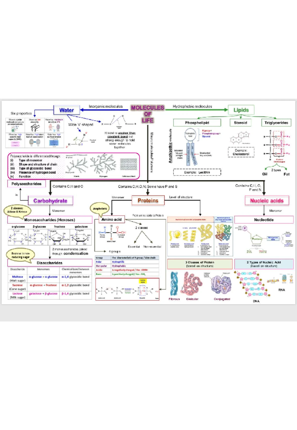 Experiment 5: Inheritance Lab Report on Genetic Traits & Blood Groups - Studocu