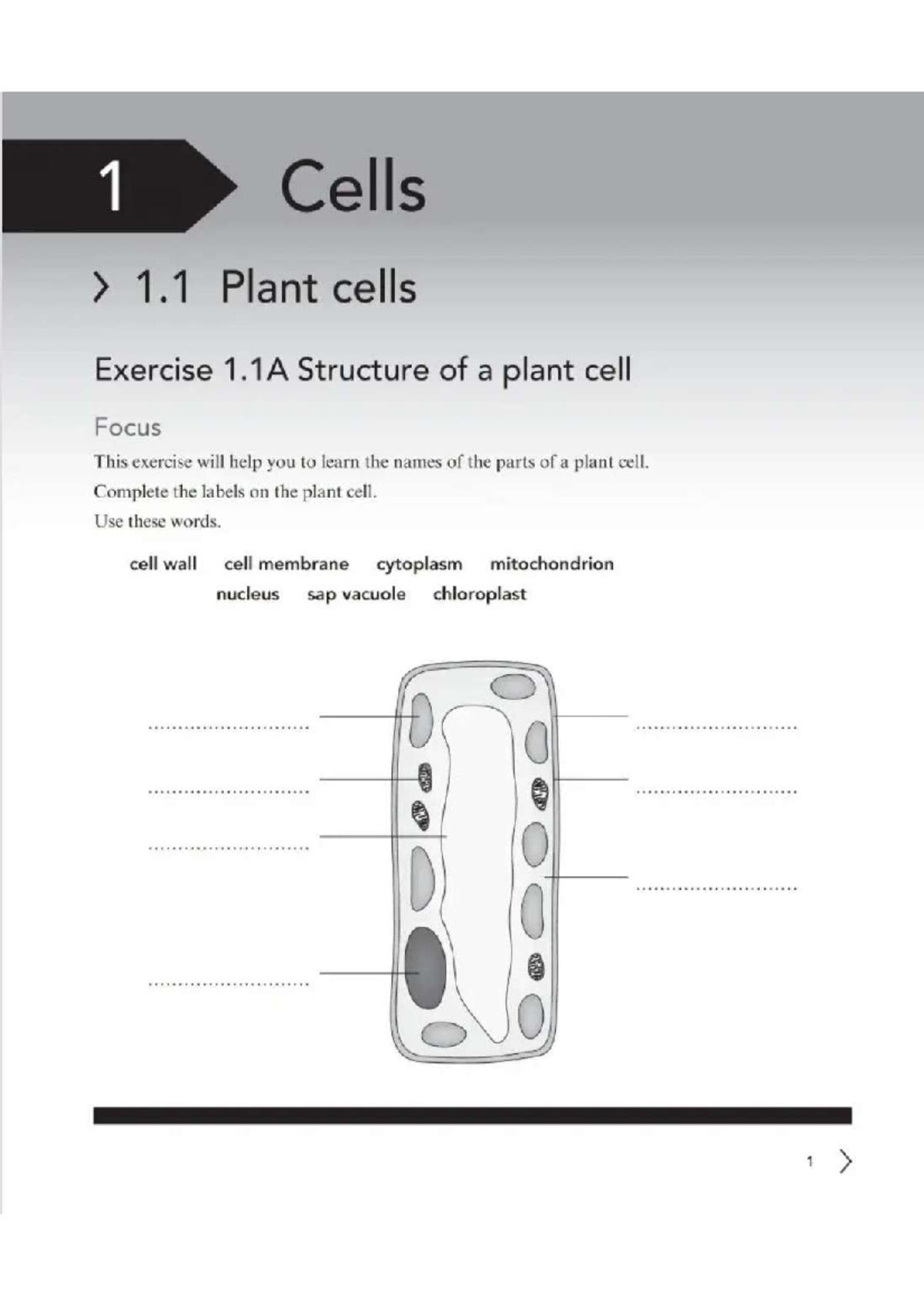 Cells and Structures: Plant and Animal Cell Exercises (BIO 101) - Studocu