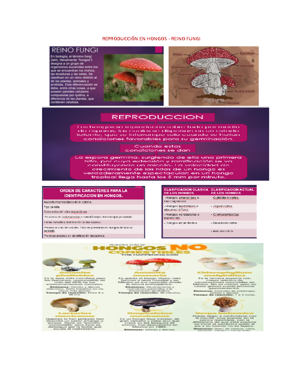 Reproducción EN Hongos - REPRODUCCIÓN EN HONGOS REINO FUNGI REINO FUNGI ...