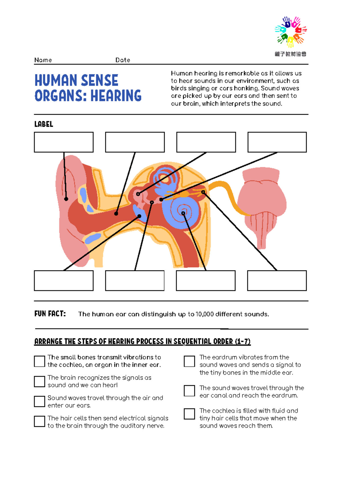 Human Ear Worksheet