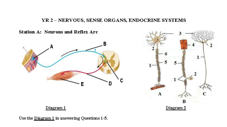 YR 2 A&P: Nervous System, Sense Organs & Endocrine Systems Study Guide ...