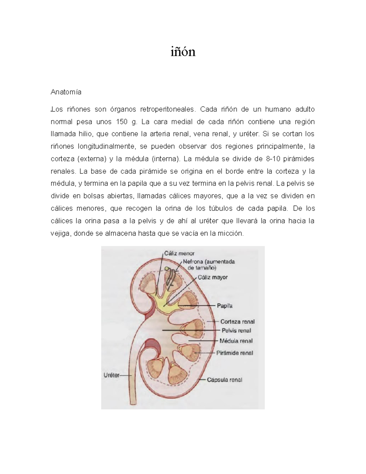 Rd1 Anatomía y Función del Riñón: Estructura y Patologías Renales - Studocu