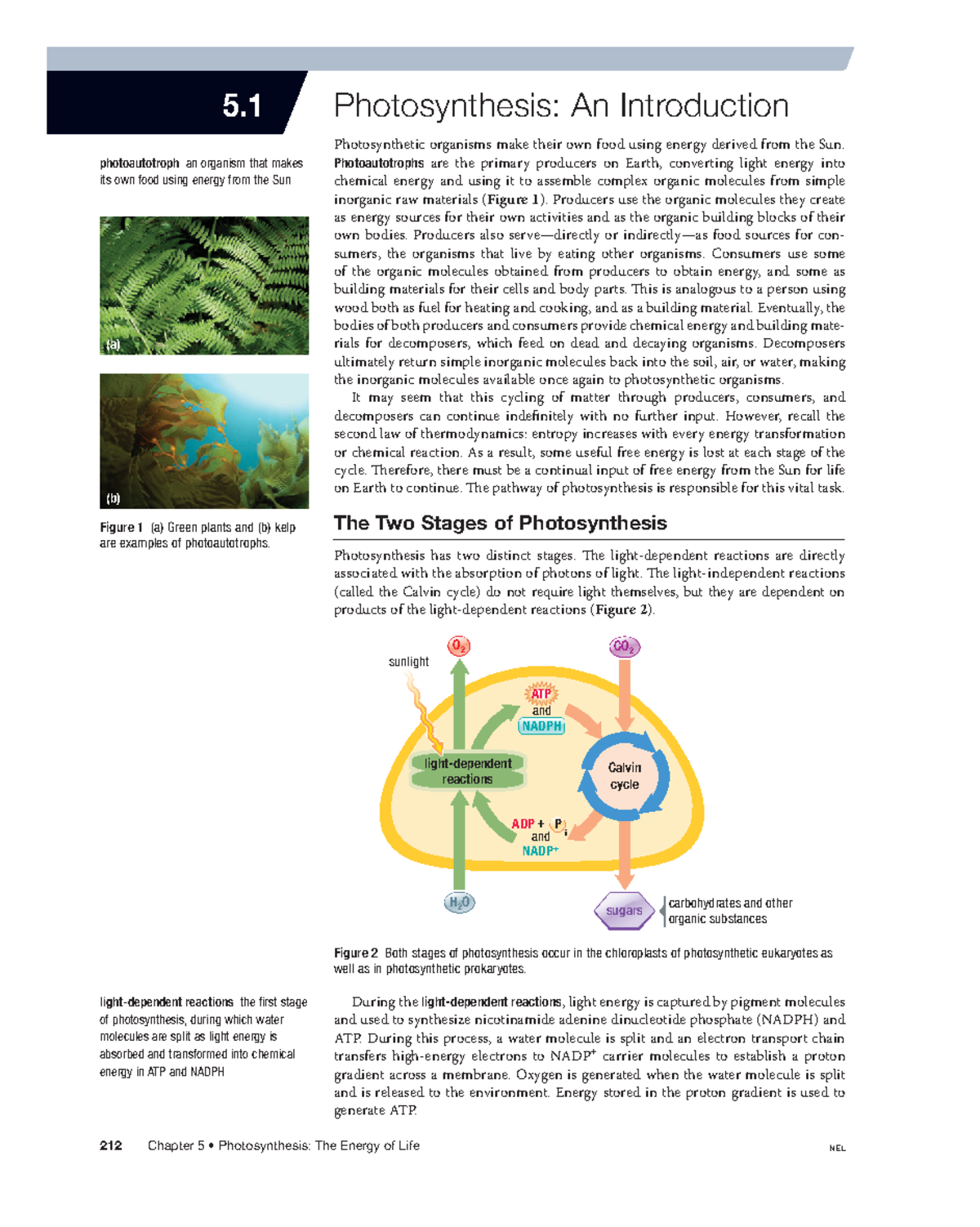 5 - Lecture notes 5.1 - 5 Photosynthesis: An Introduction ...