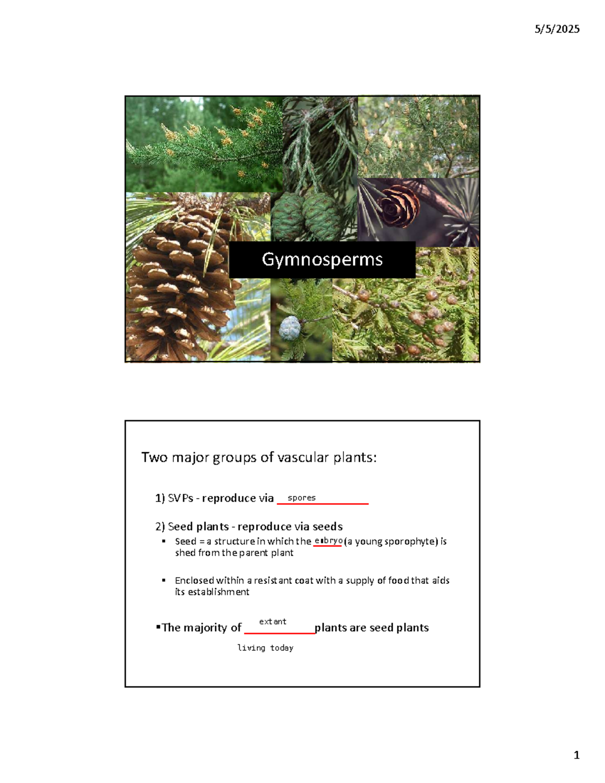 Gymnosperms: Structure, Reproduction, and Adaptations (BIO 101) - Studocu