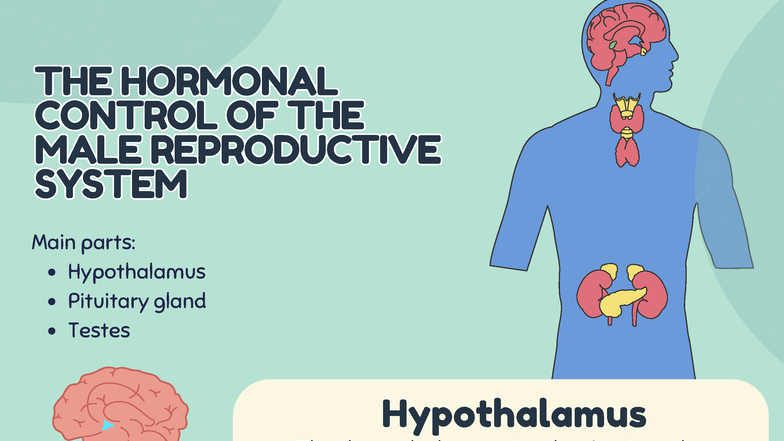Hormonal Control of Male Reproductive System (BIO 101) - Studocu