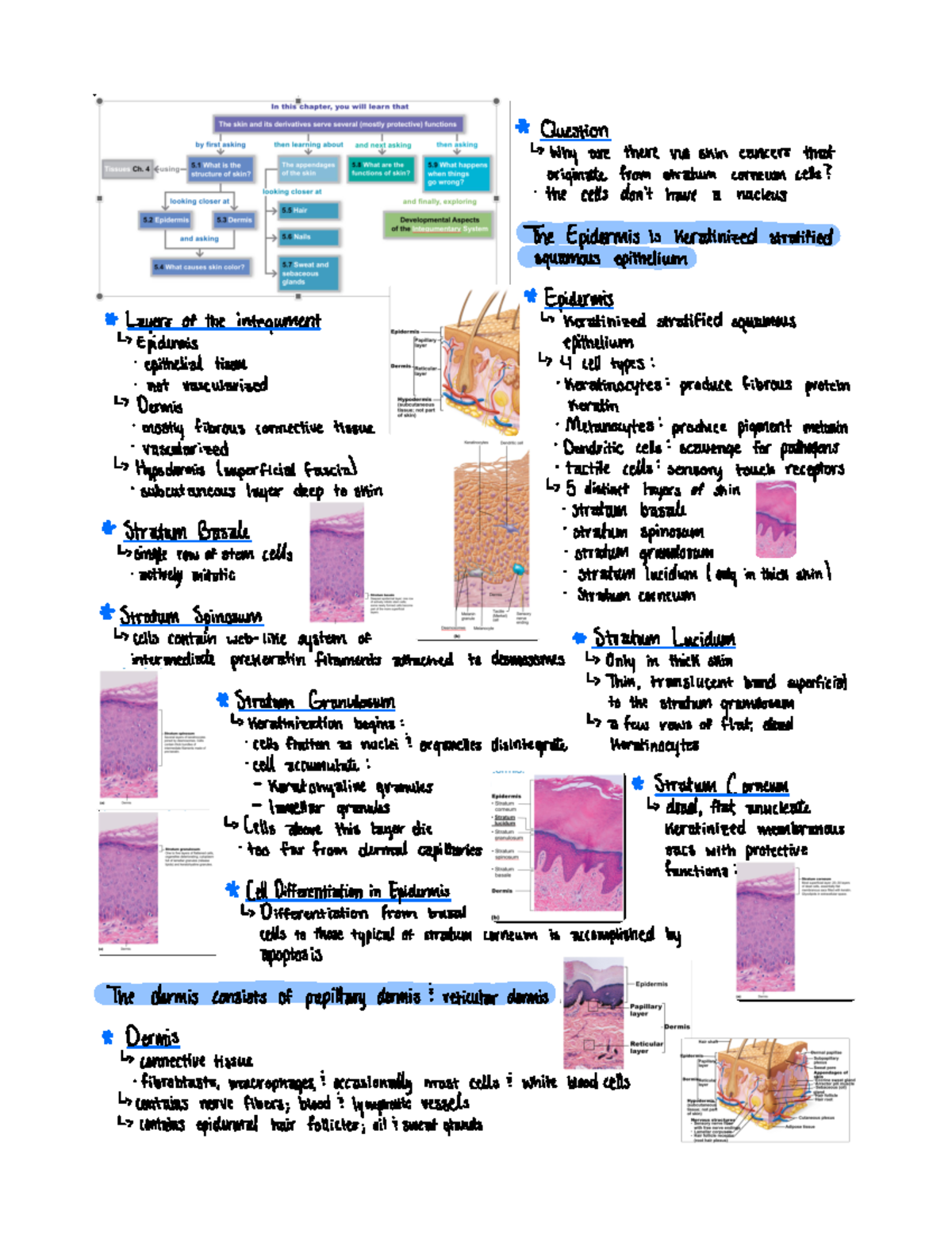 Chapter 5 Integumentary System - In this chapter, you will learn that ...