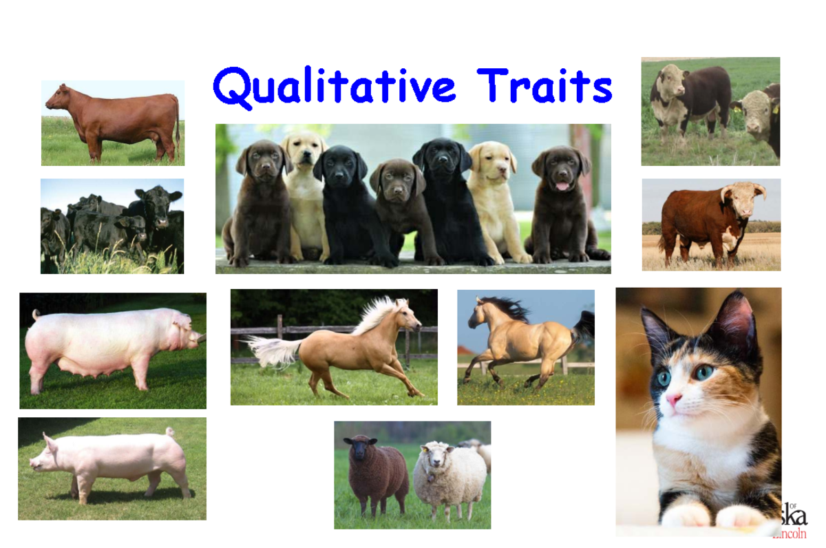 Genetics Overview: Qualitative Traits & Blood Types (BIO101) - Studocu