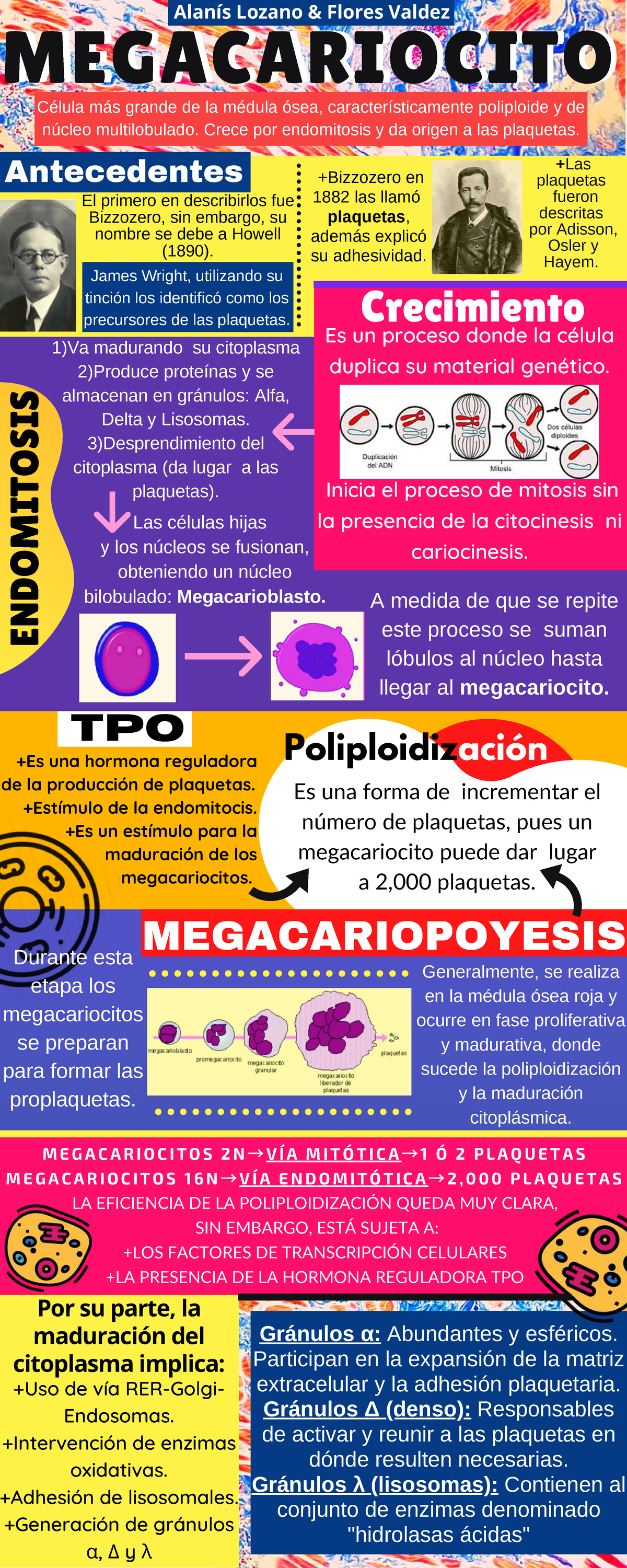 Megacariocito (Concepto y Procesos de la célula más grande) - Biologia ...