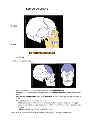 Ostéologie de la Face - anatomie des os de la face - Le squelette ...
