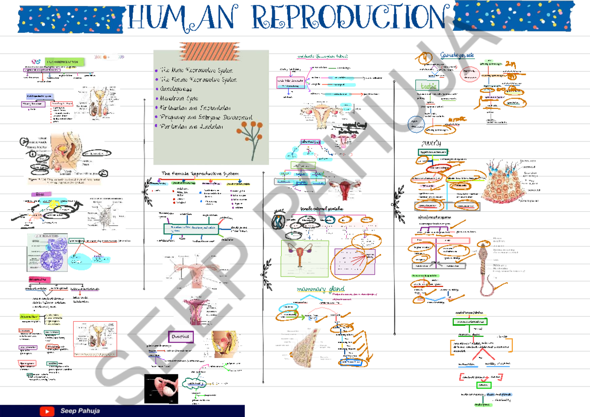 HUMAN REPRODUCTION (BIO 101) - Gametogenesis & Reproductive Systems ...
