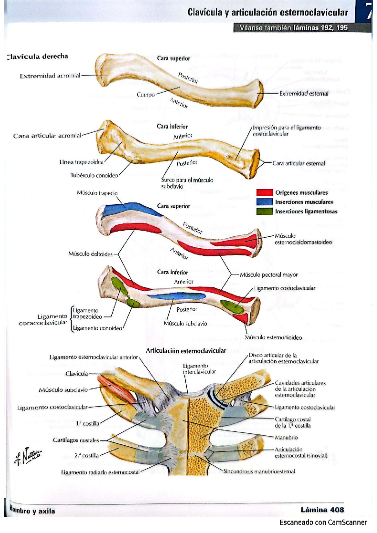 Imágenes del Netter: Clavícula y Articulación Esternoclavicular - Studocu