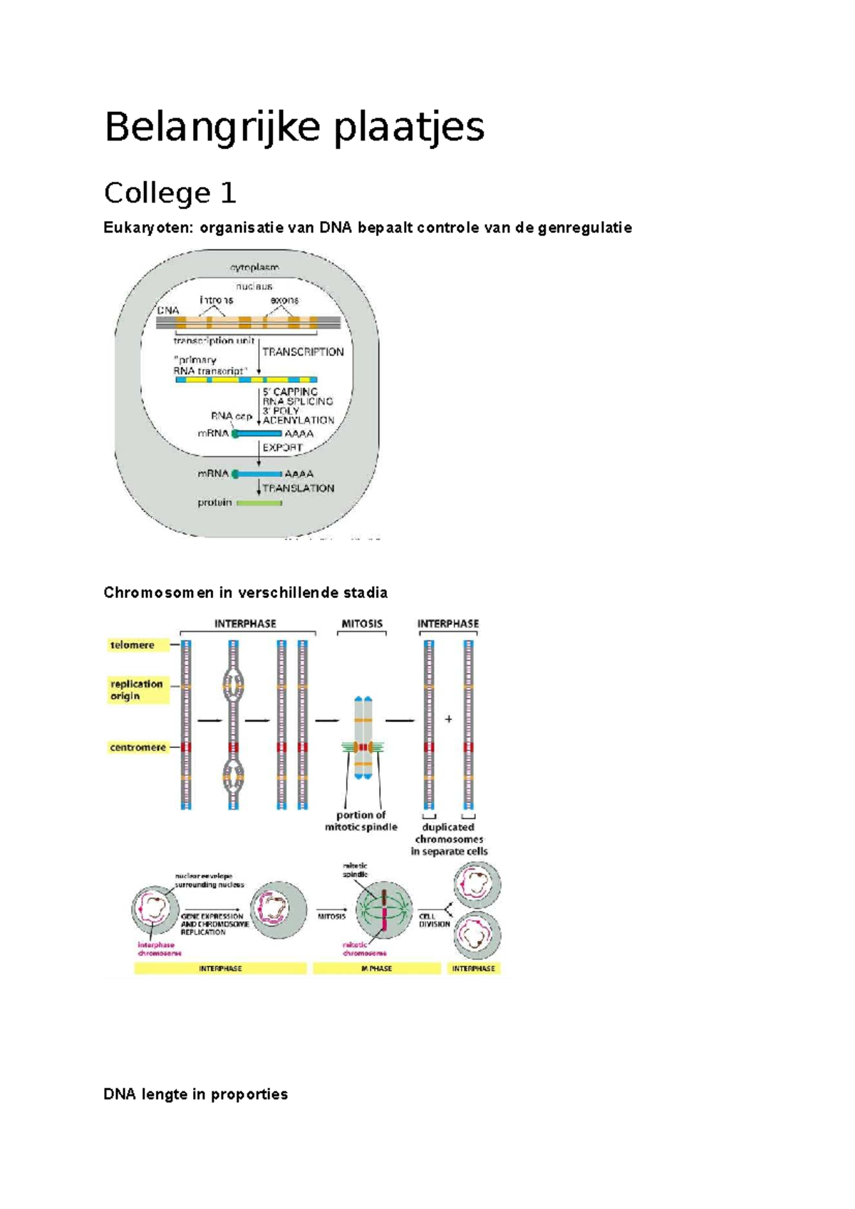 EUK101: Belangrijke Plaatjes over DNA en Genregulatie in Eukaryoten ...