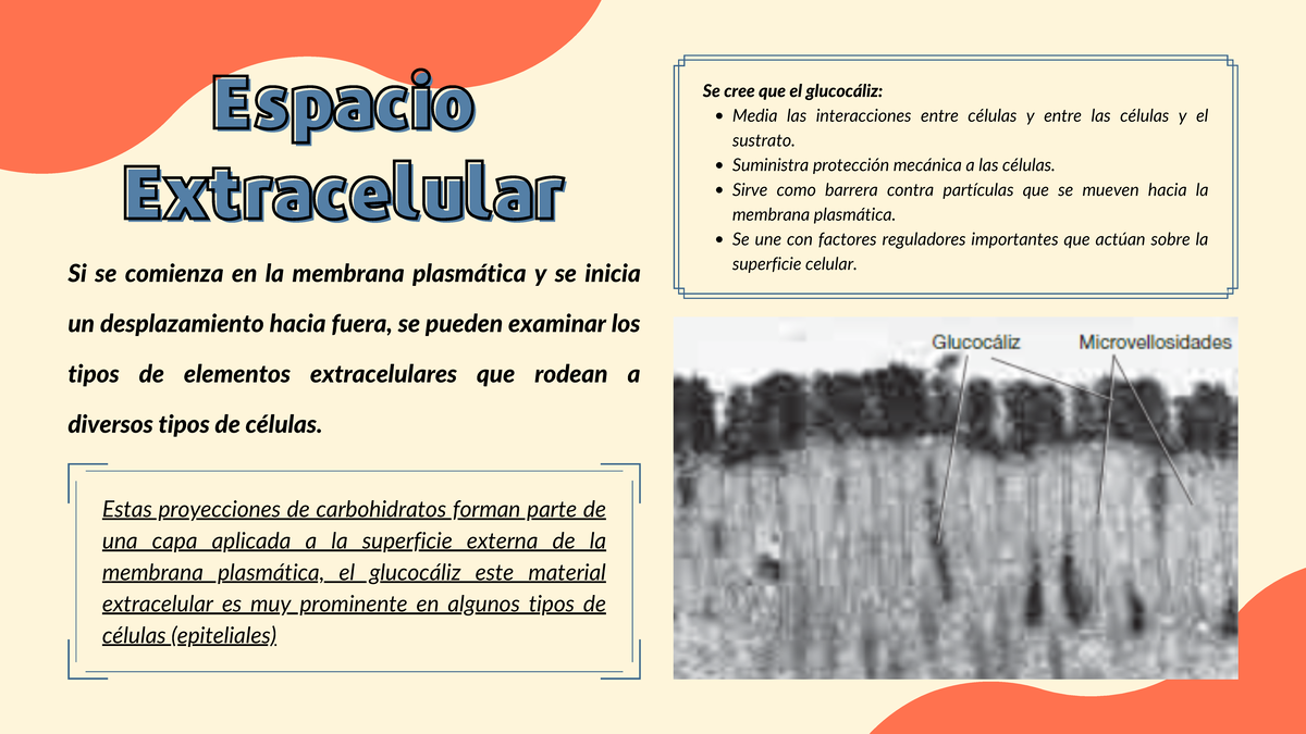 Resumen del Espacio Extracelular en Biología Celular - GE300 - Studocu