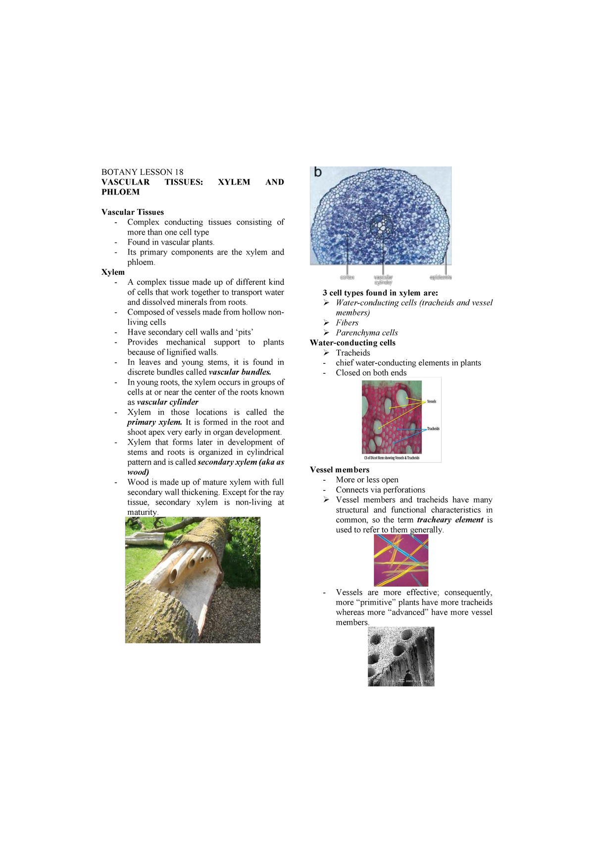 Botany-Lesson-14 - BOTANY LESSON 18 VASCULAR TISSUES: XYLEM AND PHLOEM ...