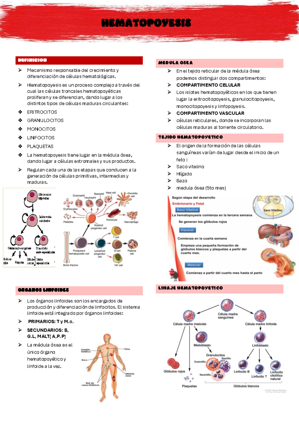 HEMATOPOYESIS: Resumen Teórico de Medula Ósea y Linfocitos - Studocu