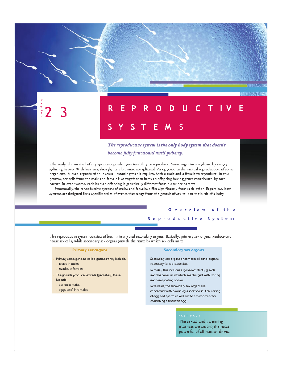 Chapter 23 Reproductive Systems Summary Notes And Key Concepts Studocu