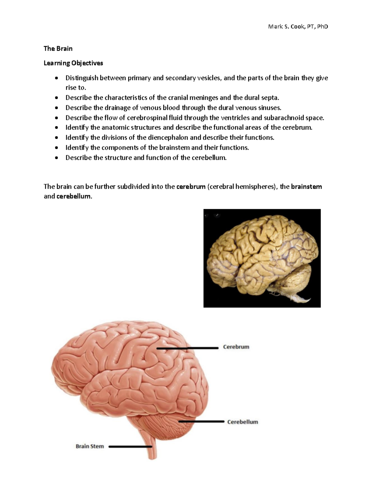 Brain Development and Anatomy Overview: CNS, Lobes, and Functions - The Brain Learning ...