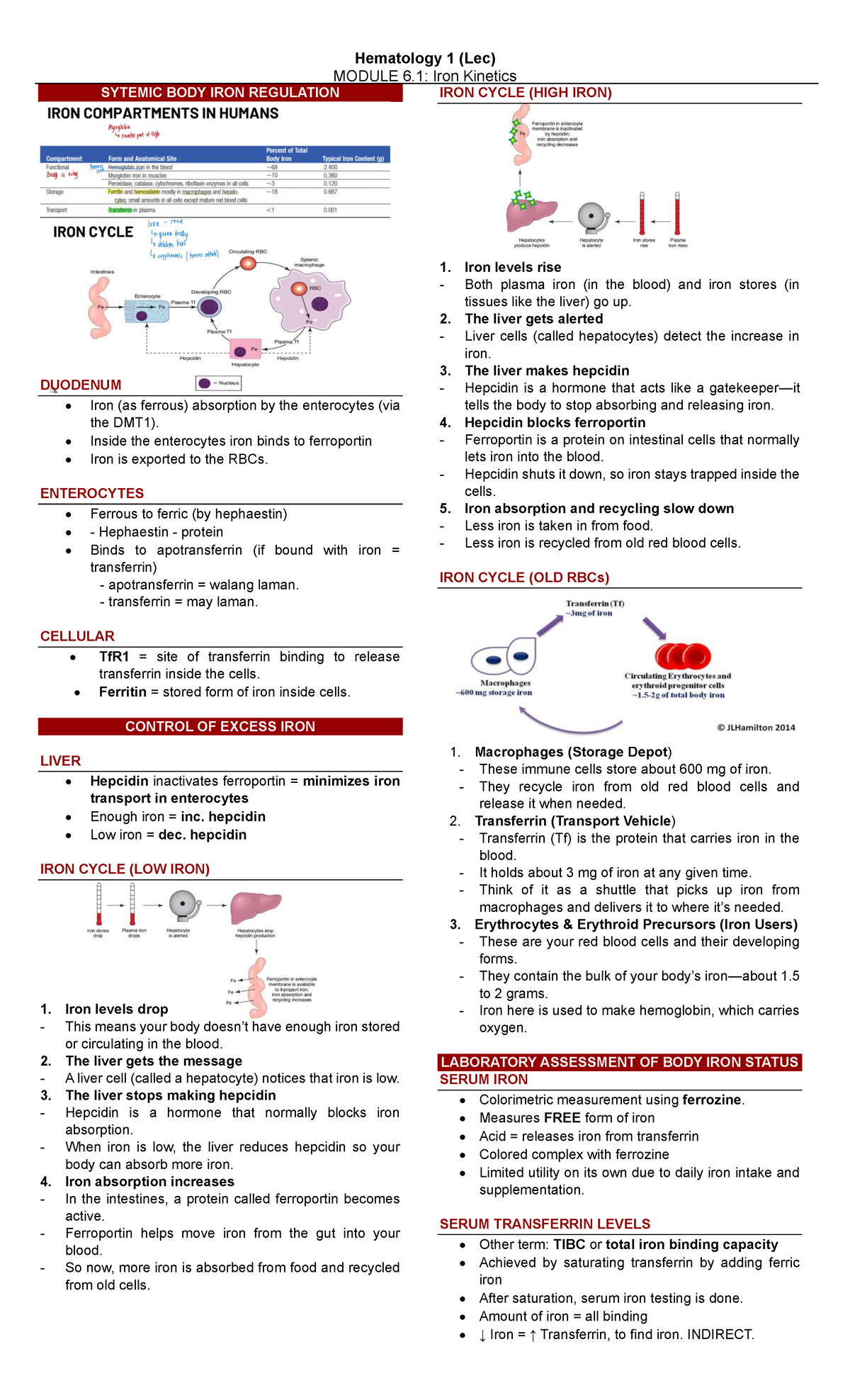 HEMA 1 LEC M6.1: Iron Kinetics and Body Iron Regulation - Studocu