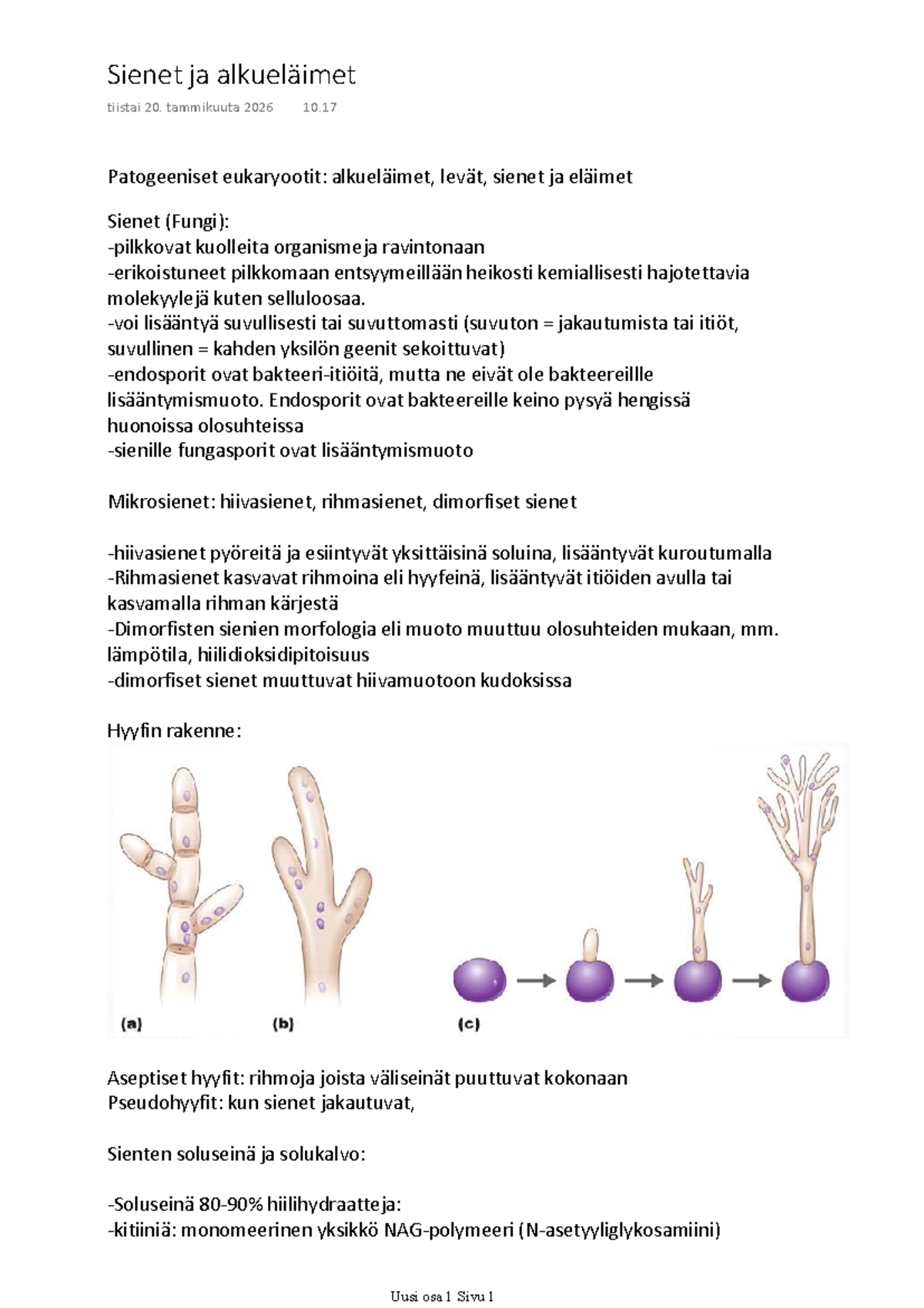 Sienet ja Alkueläimet - Luentomuistiinpanot (BIOL101) - Studocu
