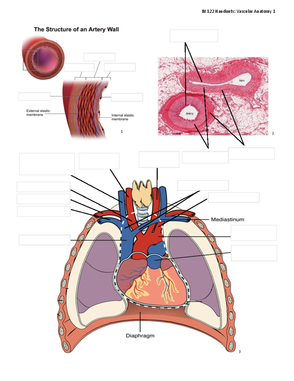 BI 122 Vascular Anatomy Handouts: Veins & Arteries Overview - Studocu