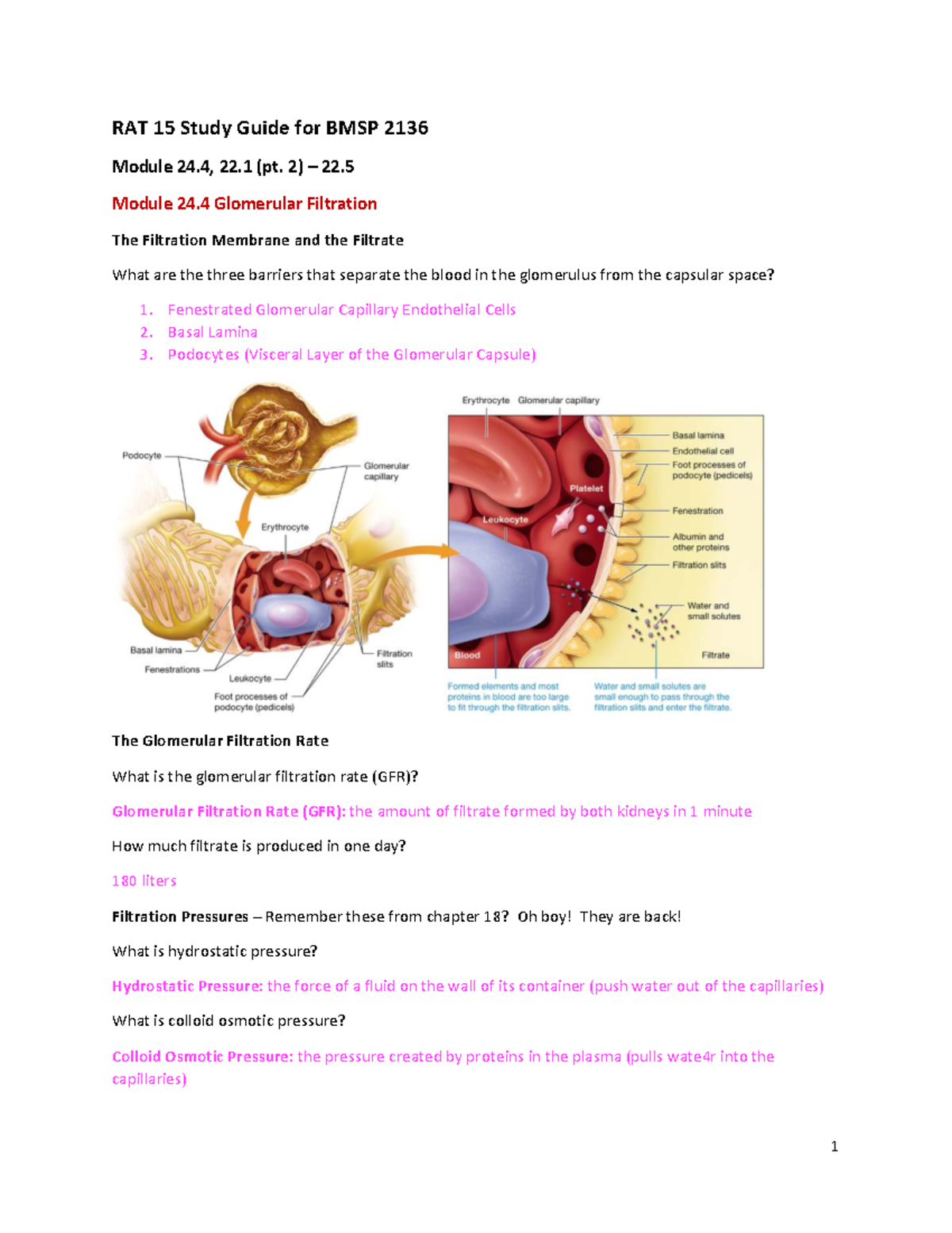 RAT 15 Study Guide for BMSP 2136: Glomerular Filtration & Digestive ...
