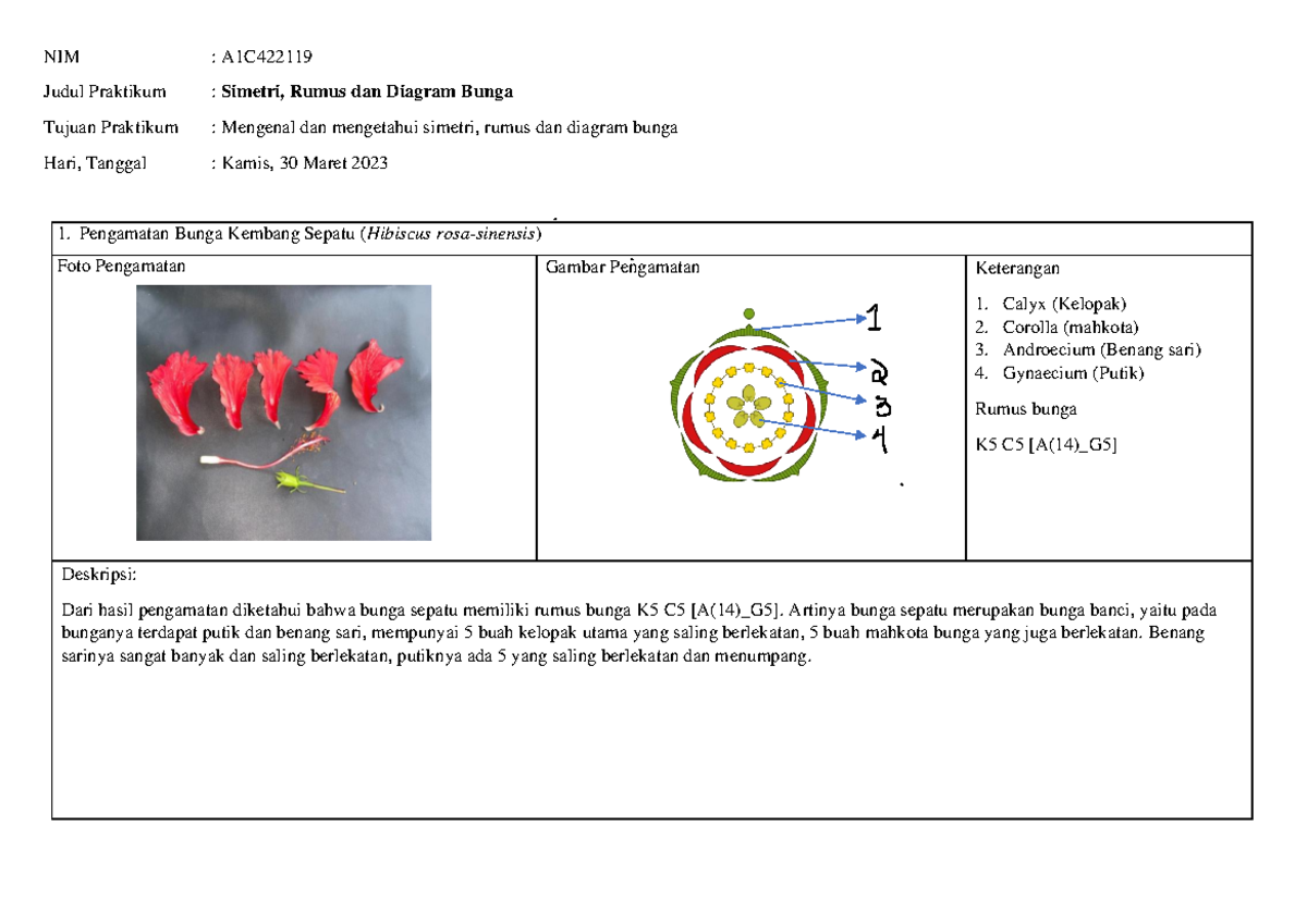 119 Simetri dan Rumus Bunga: Laporan Praktikum Observasi Bunga - Studocu