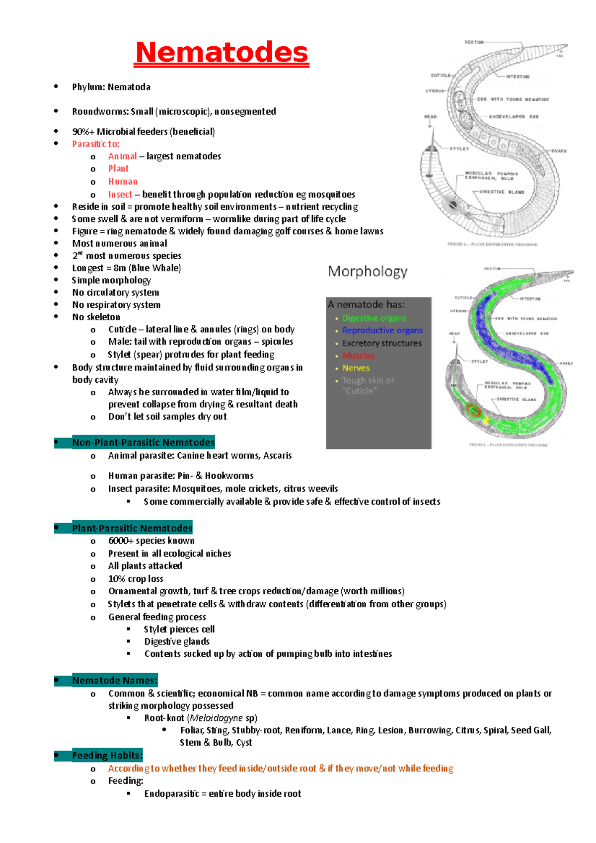 5. Summaries about Nematodes notes - Nematodes Phylum: Nematoda ...