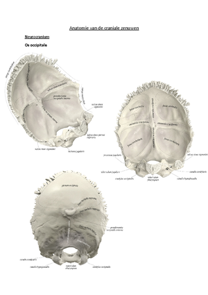 Anatomie van de craniale zenuwen - Algemene inleiding ...