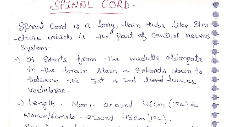 Nervous System Overview: Spinal Cord and Neuron Structures - Studocu