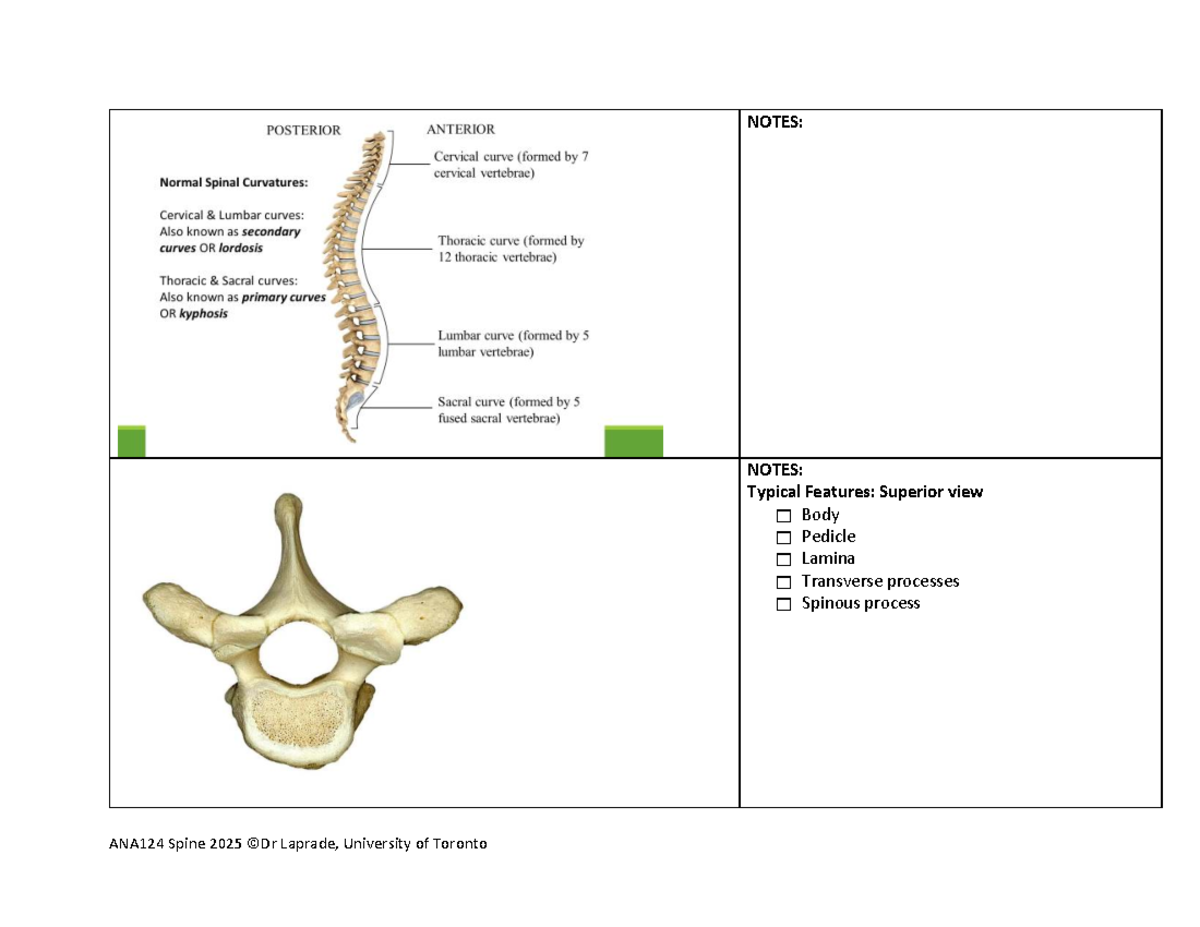 ANA124 Spine 2025 Lecture Notes: Key Features & Anatomy by Dr. Laprade ...