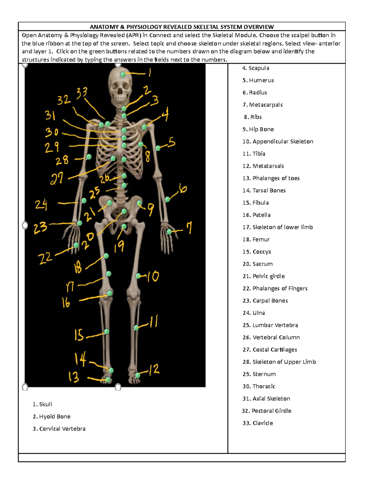 Ross. APR Skeletal Anatomy - Overview - ANATOMY & PHYSIOLOGY REVEALED SKELETAL SYSTEM OVERVIEW ...