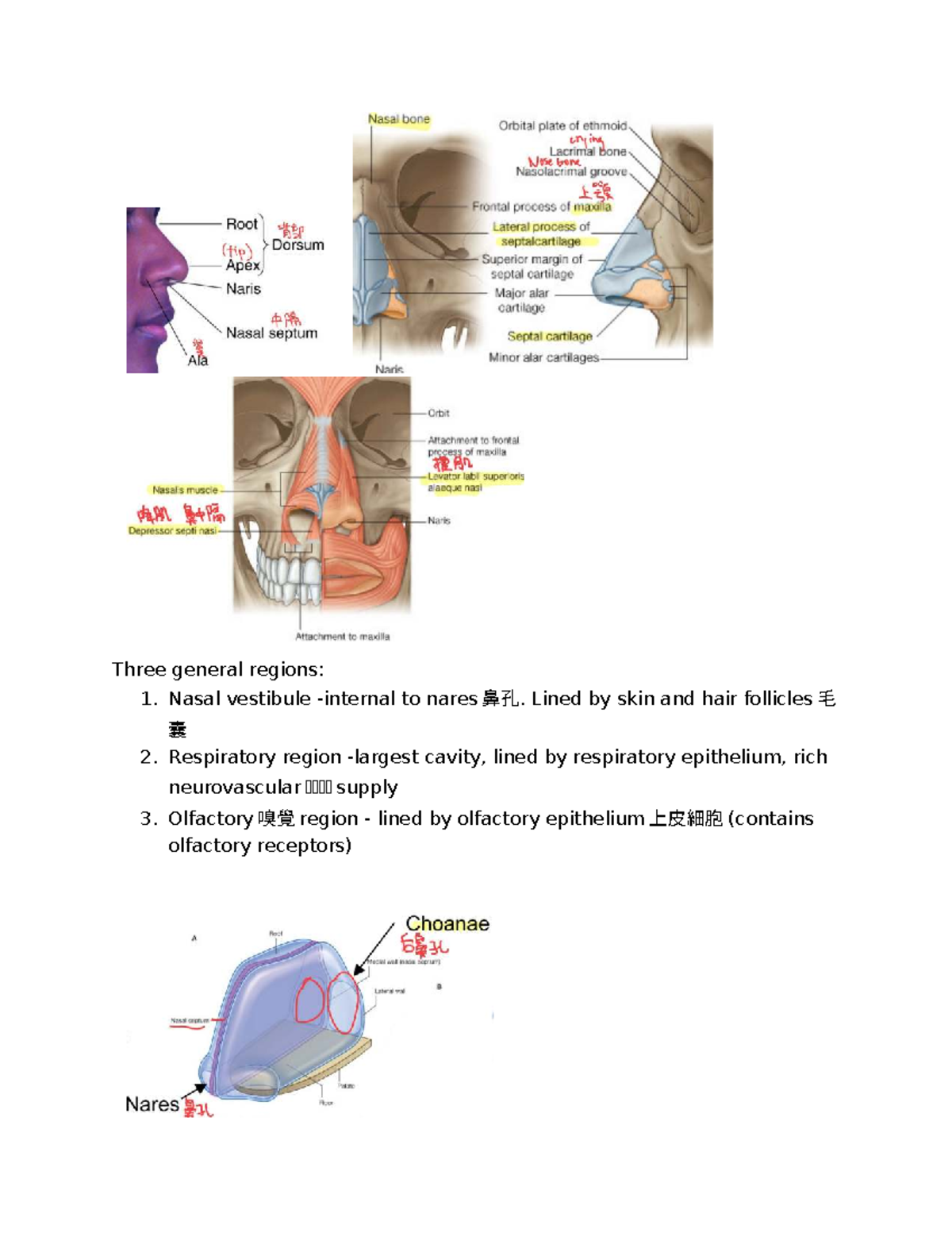 Anatomy Week 7: Oral Cavity and Associated Structures - Studocu