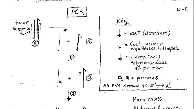PCR 13-A: Key Sequence and Primer Hybridization Guide - Studocu