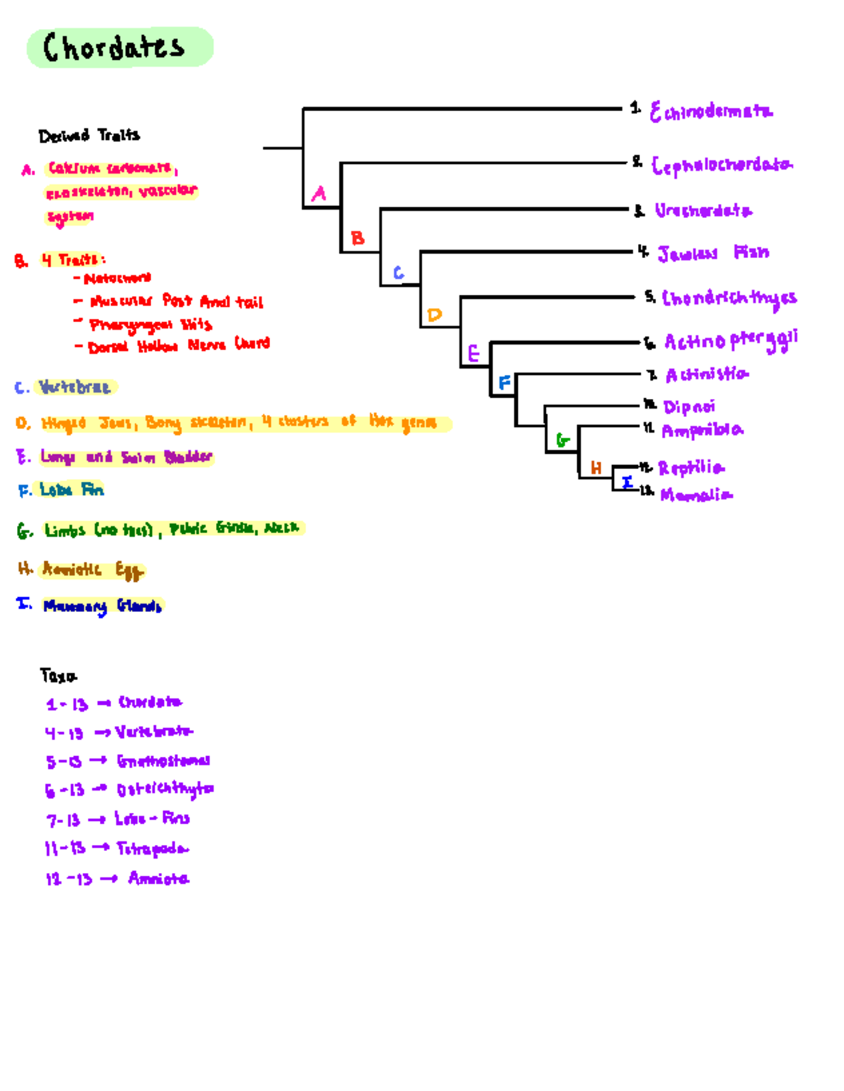 Chordates Phylogeny: Derived Traits and Taxa Overview - Studocu