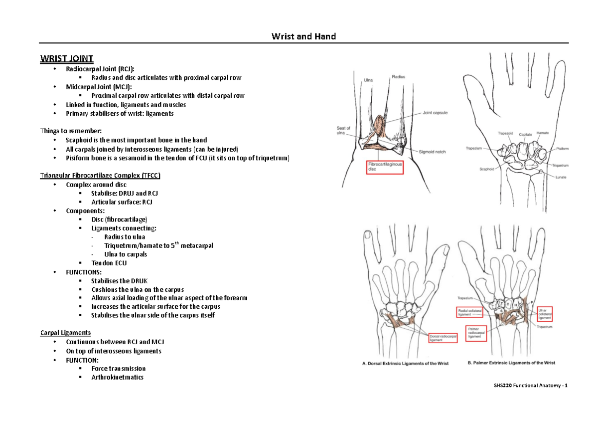Notes on Wrist and Hand Anatomy: Key Concepts and Structures - Studocu