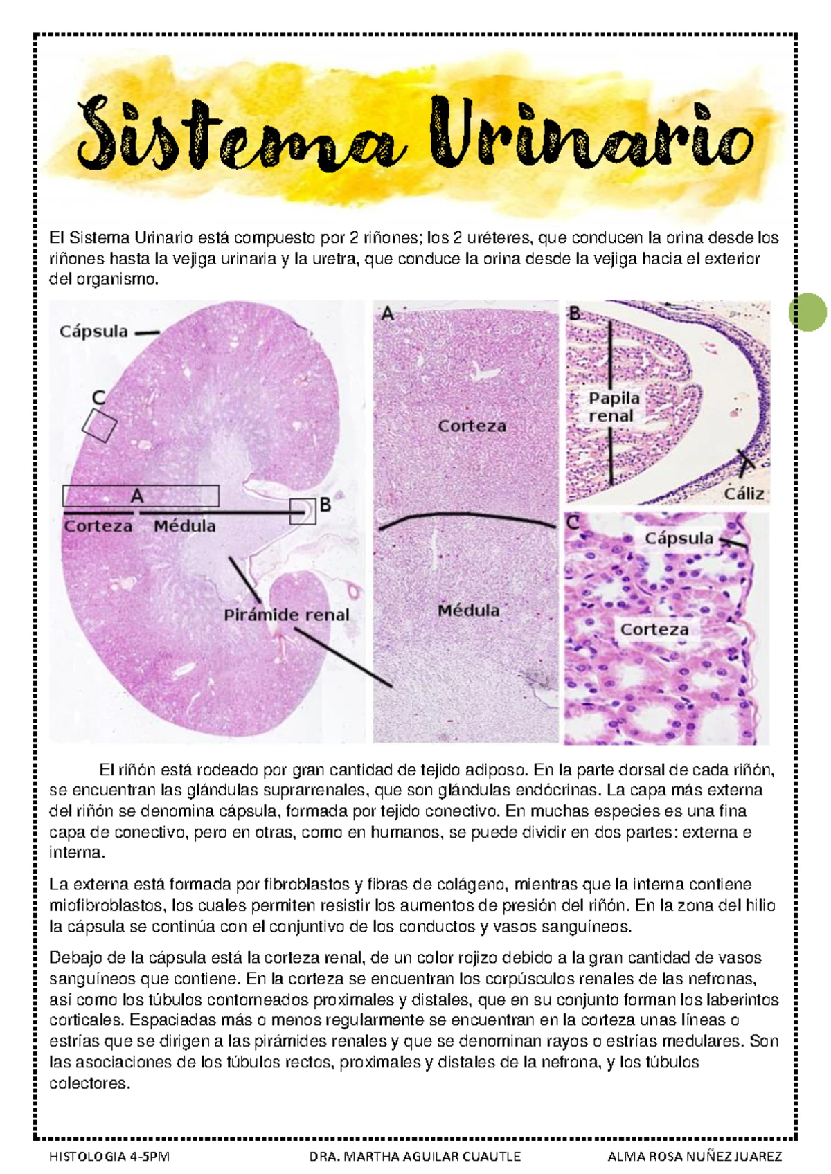 Neumocitos I y II: Estructura y Funciones en Alvéolos Pulmonares - Studocu
