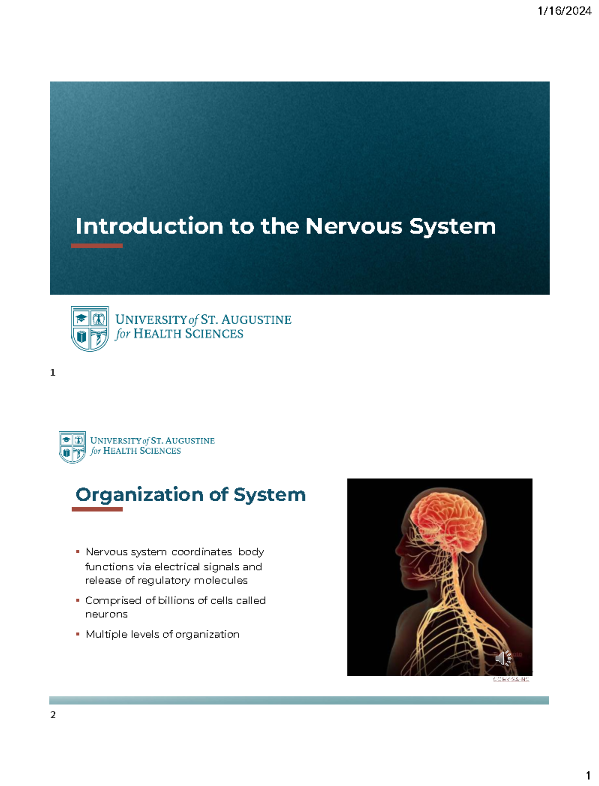 Introduction to the Nervous System: Structure & Function (BIO 101 ...