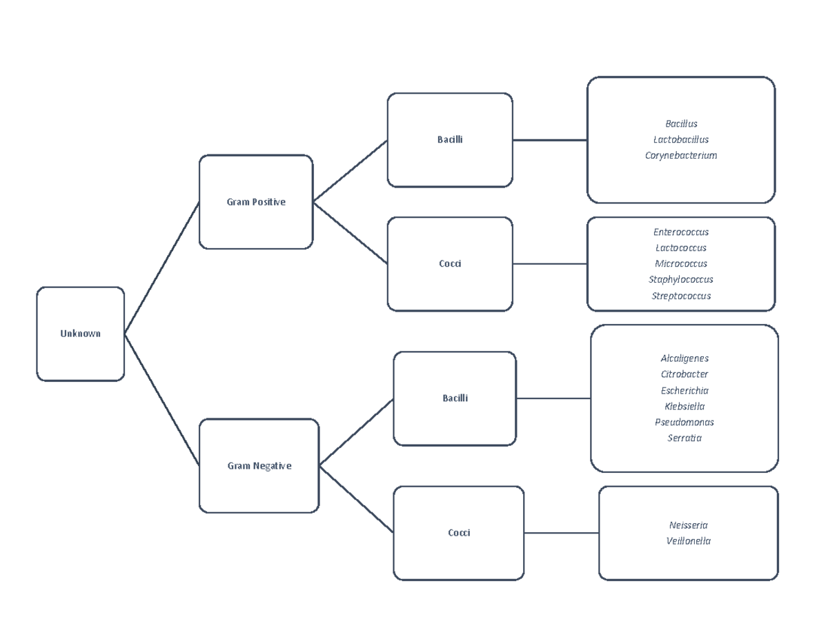 Unknown flow chart 2024: Gram positive and negative bacteria analysis ...