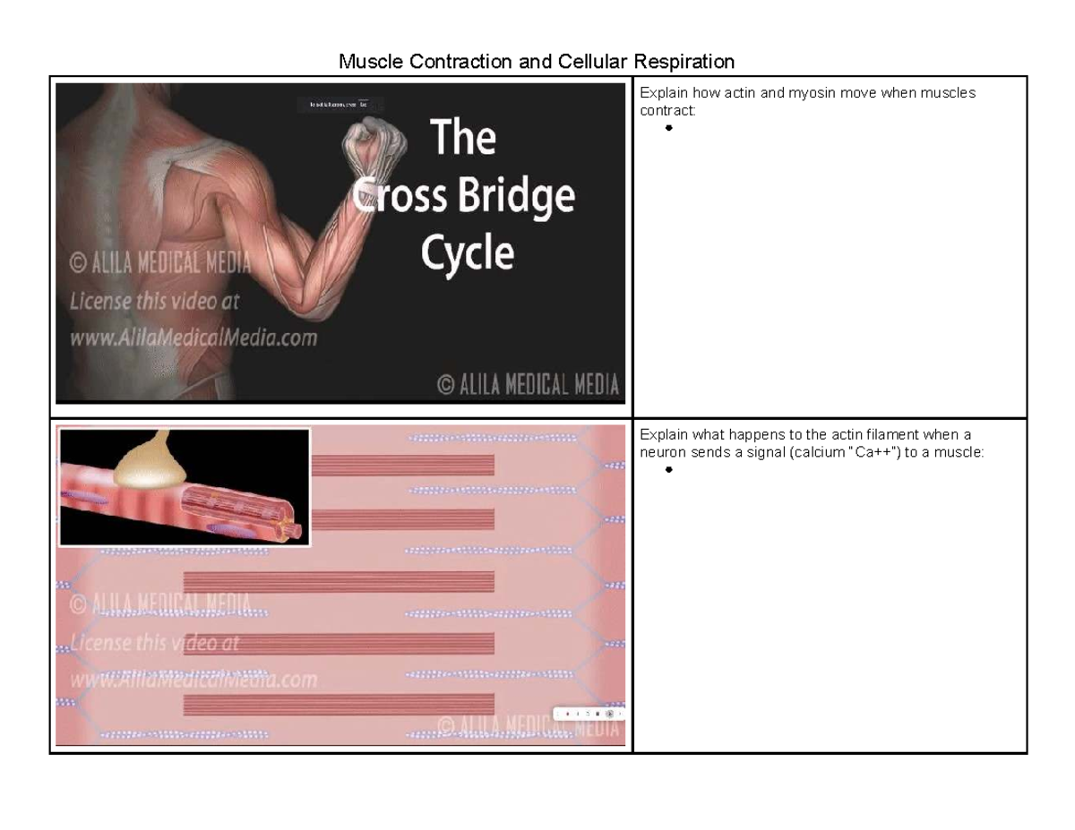 Muscle Contraction & Cellular Respiration: Mechanisms & Processes - Studocu