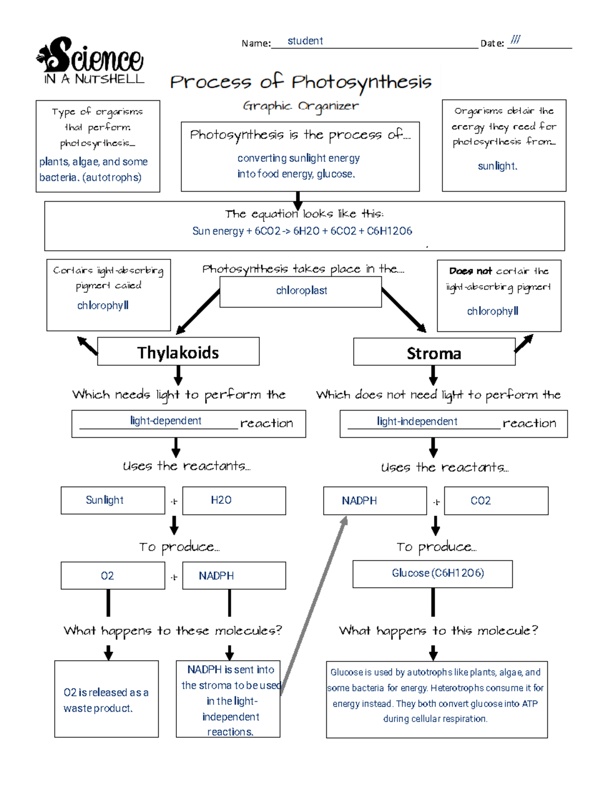 Science in a Nutshell Process of Photosynthesis Graphic Organizer ...
