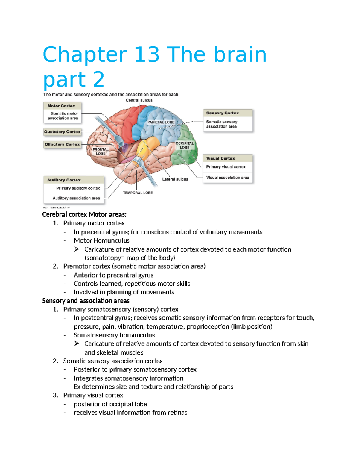 Chapter 13: The Brain - Detailed Overview of Cerebral Cortex Functions ...