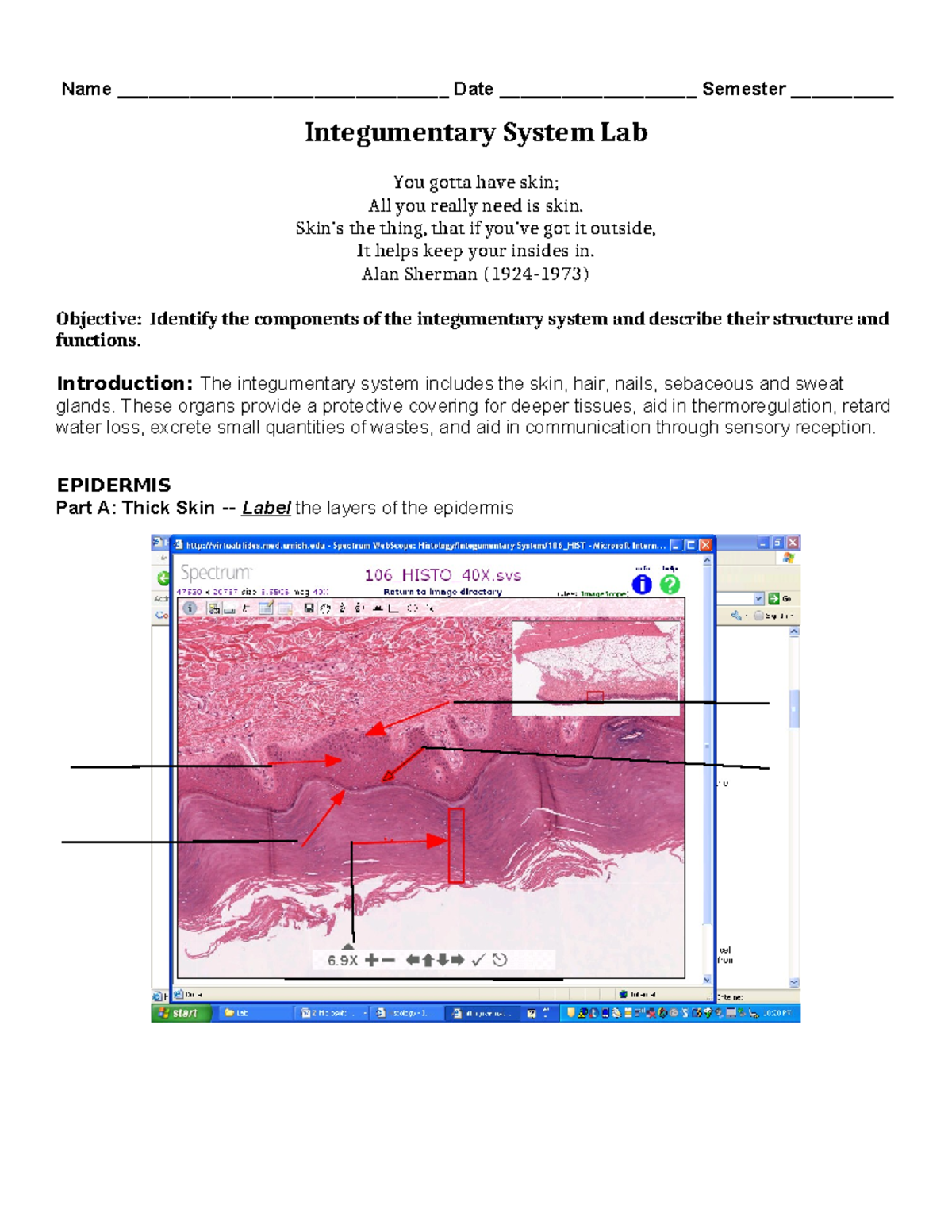 Integumentary System Lab Worksheet - Components & Functions Analysis ...