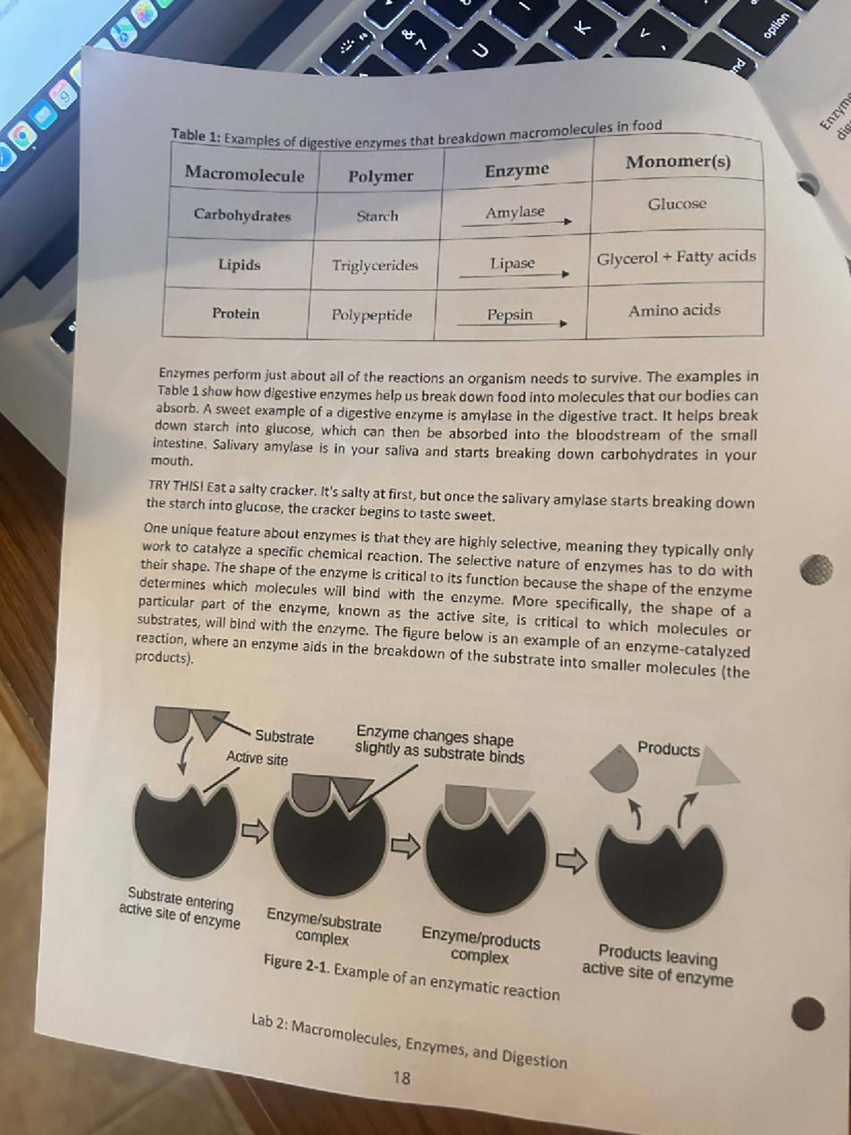PU Lab 2: Digestive Enzymes and Macromolecule Breakdown - Studocu