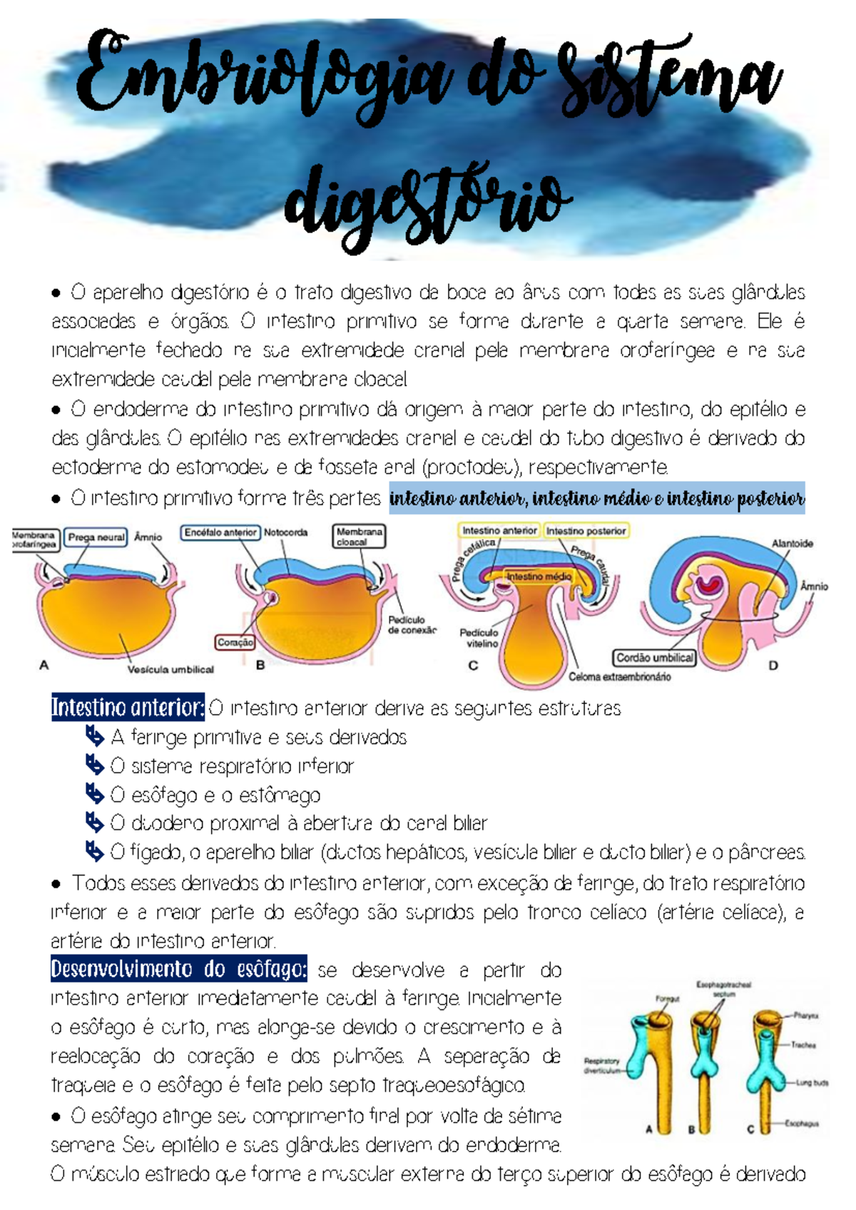 Embriologia do Sistema Digestório: Desenvolvimento e Estruturas - Studocu