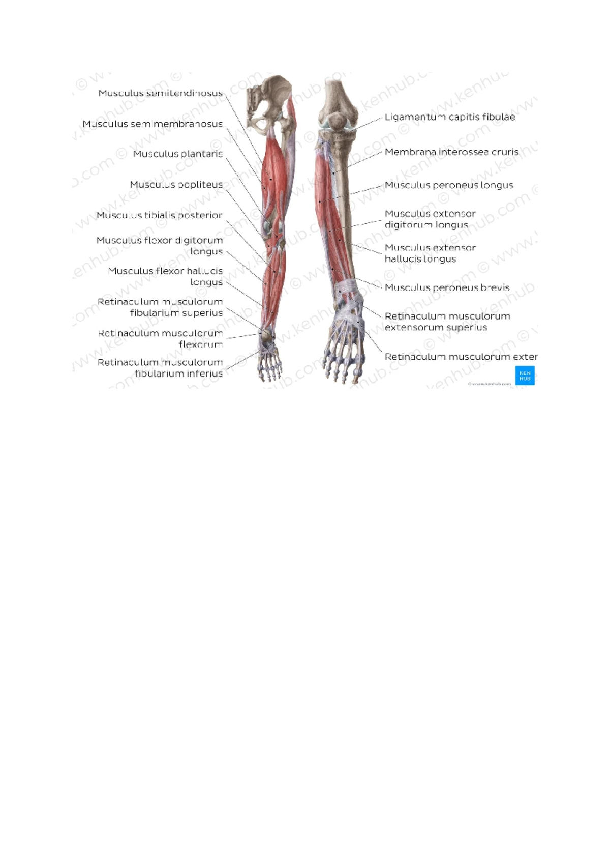 onderste extremiteiten belangrijkste botten en botpunten - 14.5 ...