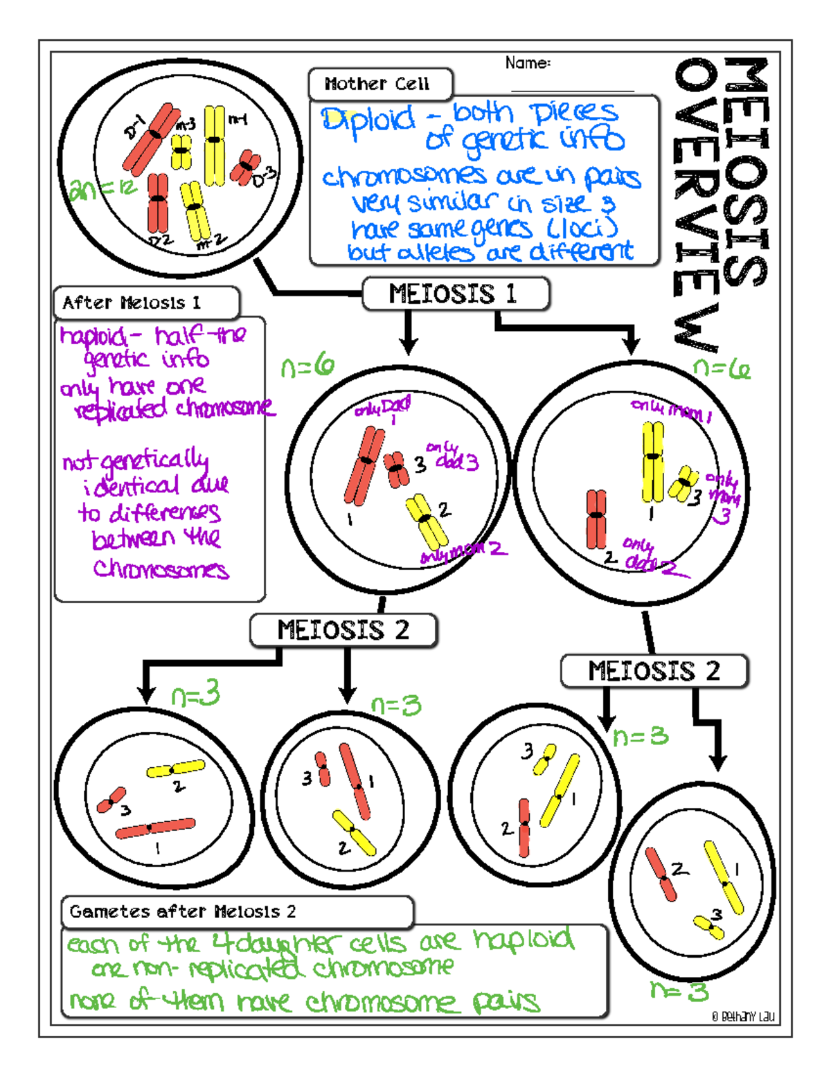 Meiosis+Doodle+Notes - Gametes after Meiosis 2 Mother Cell After ...