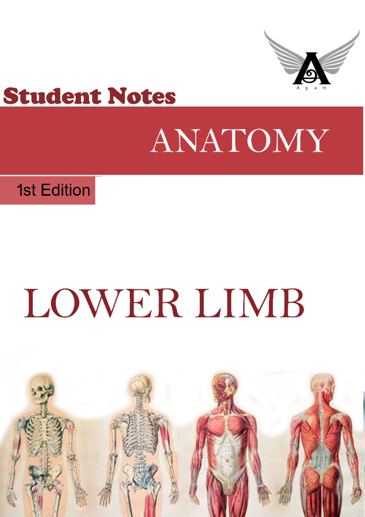4.AGAM - Comprehensive Lower Limb Anatomy Notes for Medicos - Studocu
