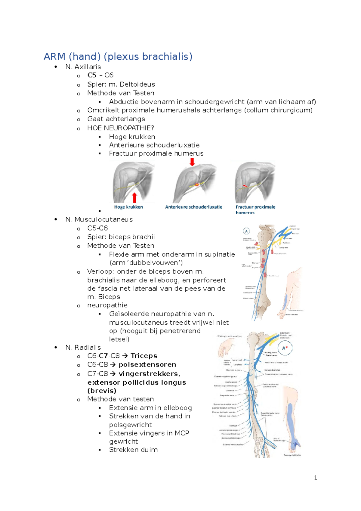 Zenuwen van de Arm en Been: Anatomie en Neuropathieën (HCZ 101 ...