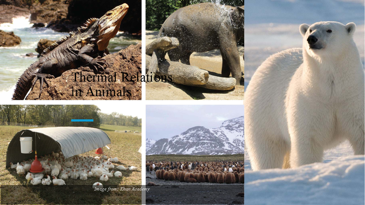 Thermal Relations and Adaptations in Arctic Animals (BIOL 101 ...
