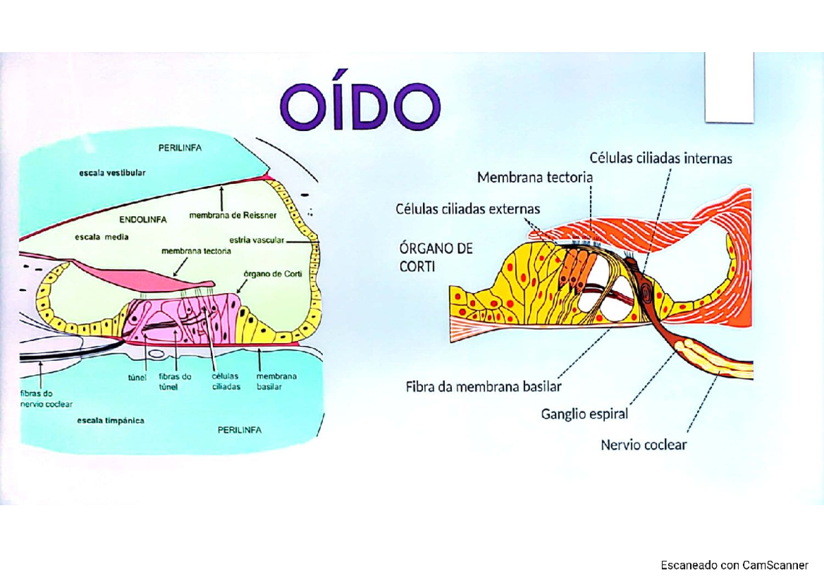 OÍDO - Diapositivas - OÍDO PERILINFA Células ciliadas internas escala ...